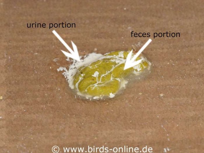 What droppings tell you – Birds Online