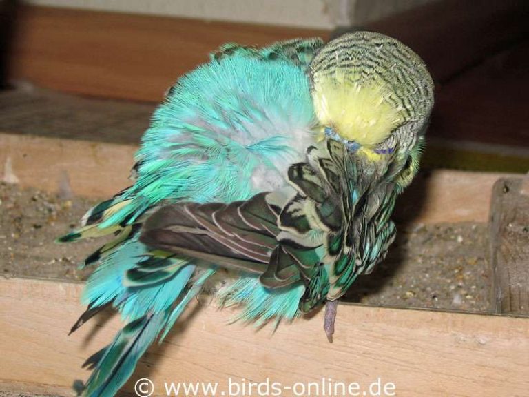 Signs of illness – Birds Online