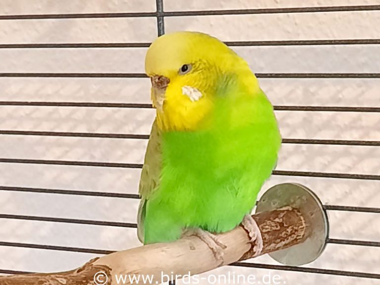 Vomiting (crop infection) - Birds Online