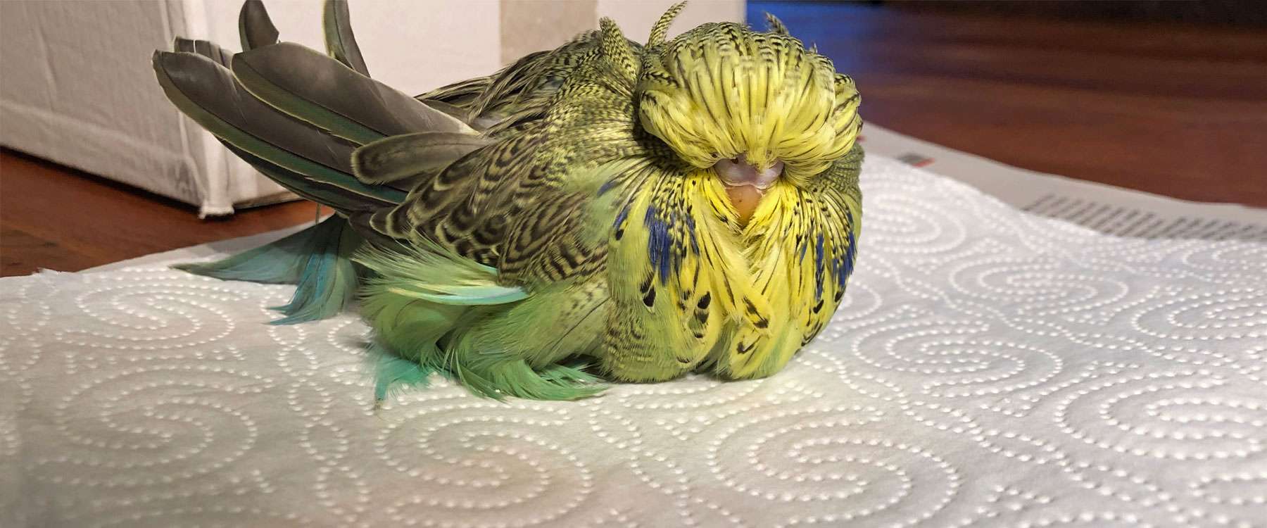 Featherduster - Birds Online